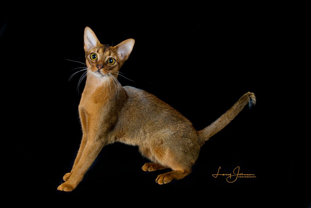 Pierremont Abyssinians