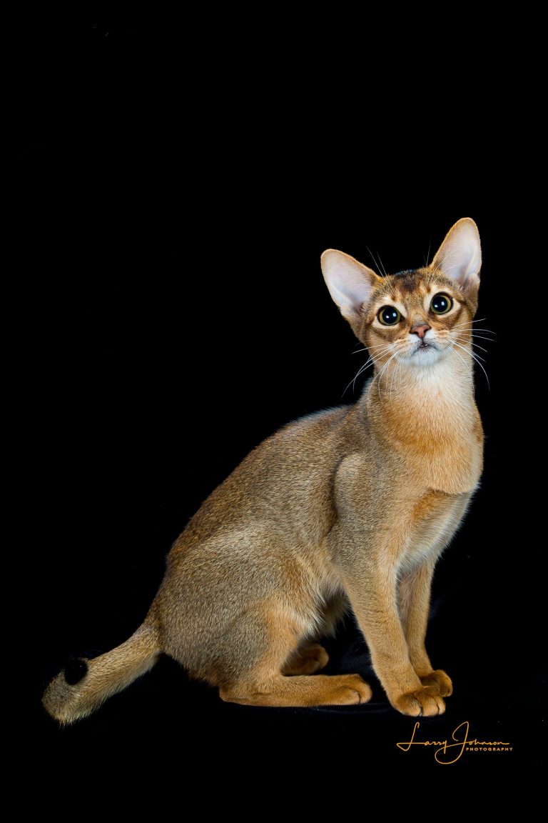 Pierremont Abyssinians